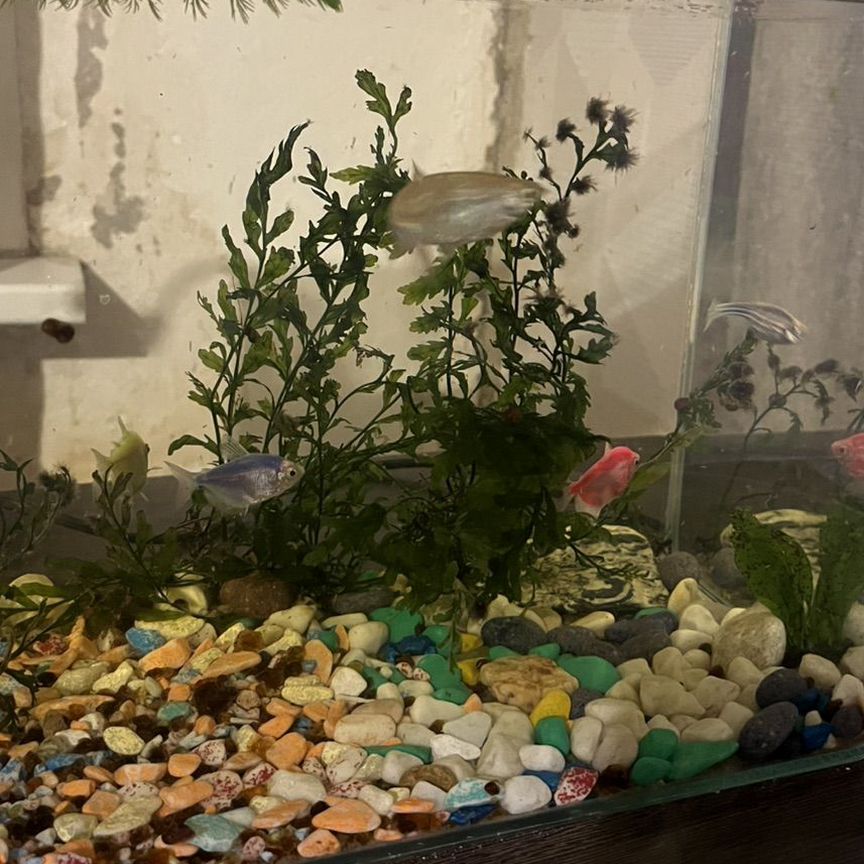 Аквариум с рыбками