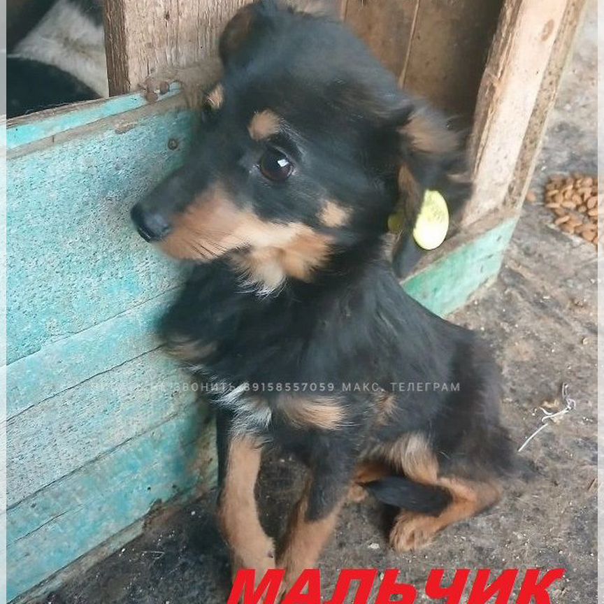 Взрослый пёс в добрые руки