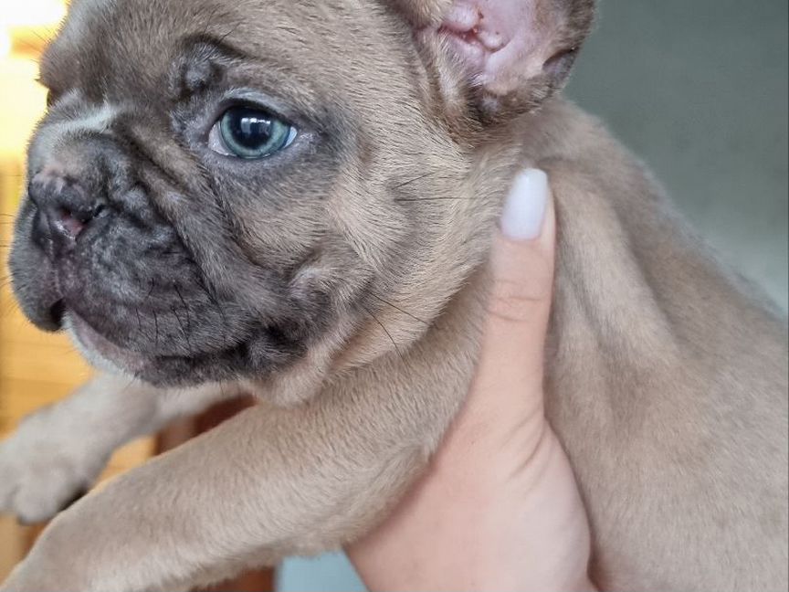 Французский бульдог