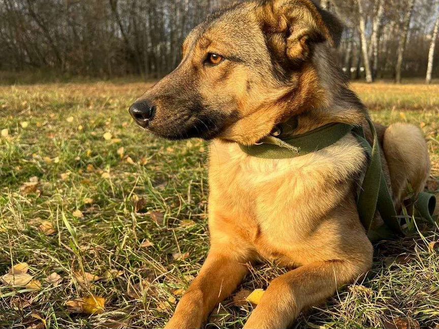 Молодая собака в добрые руки
