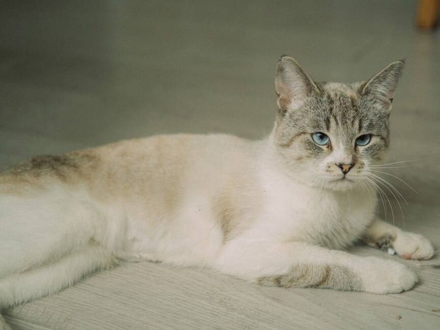 Кот помесь тайского