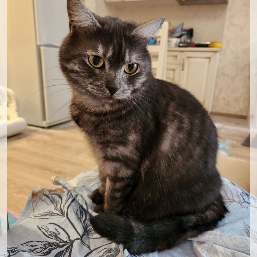 Кошка из приюта