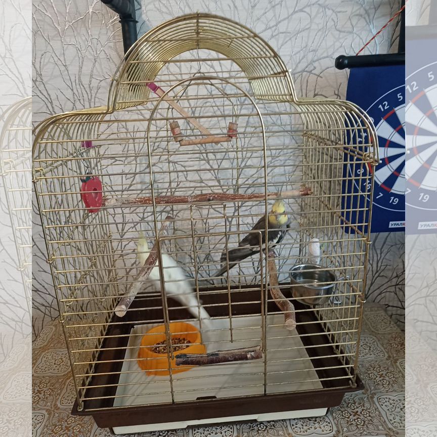 Попугаи кореллы неразлучники