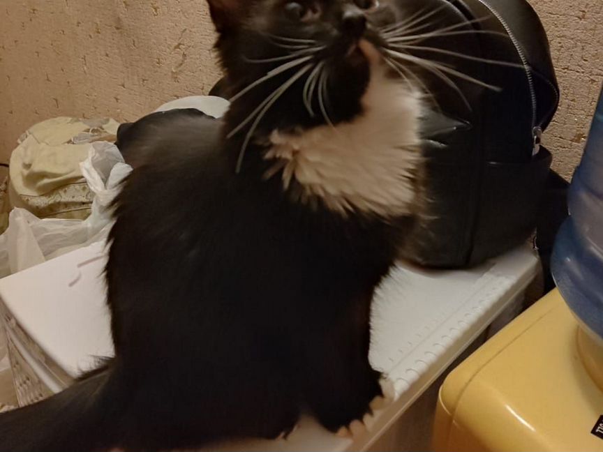 Кошки, коты и котята