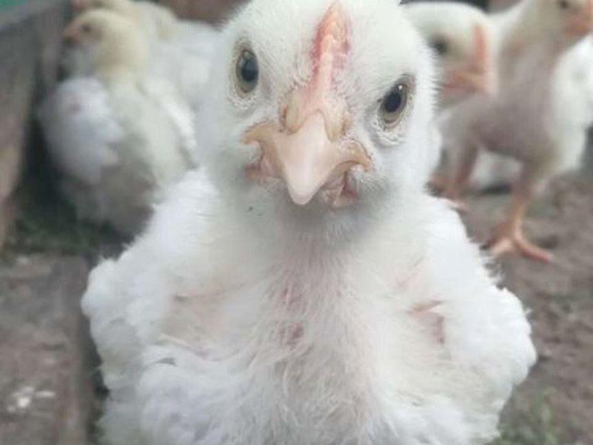 Цыплята бройлеры рос 308