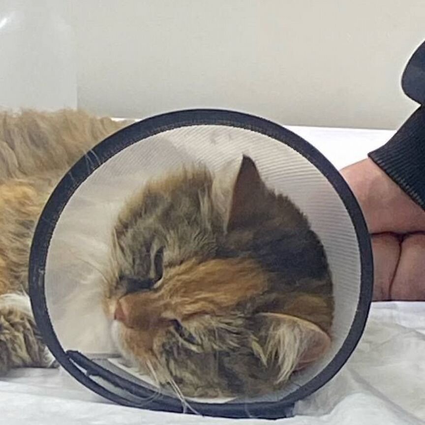 Помогите кошке