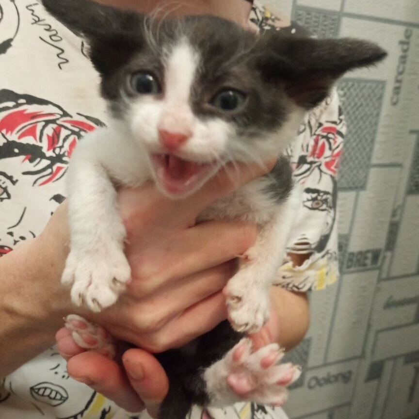 Донской сфинкс котёнок