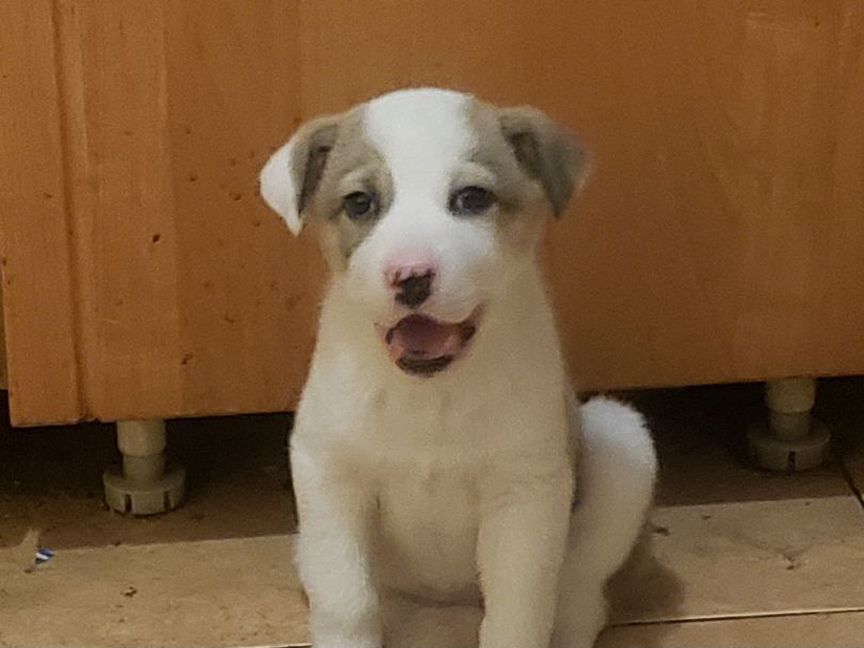 Щенок 2 месяца, здоровый, девочка