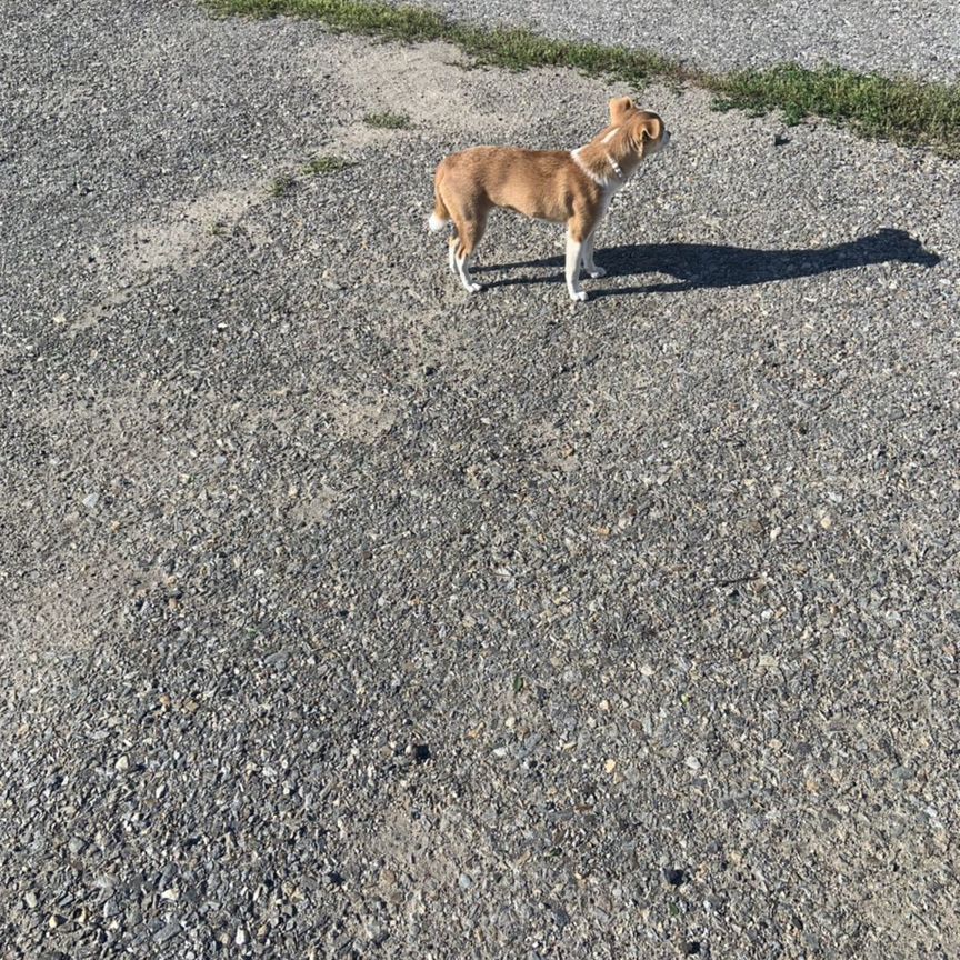 Друг для дома