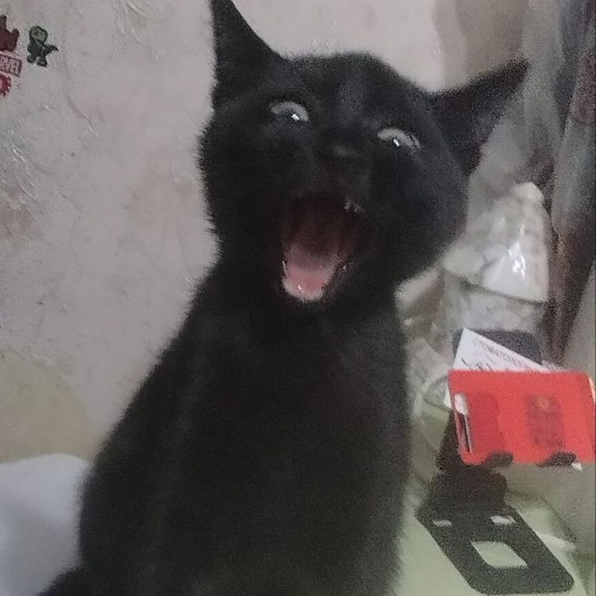 Котенок черный