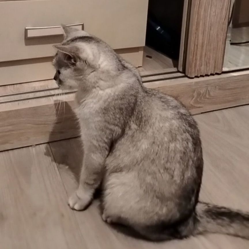 Шотландский кот в добрые руки