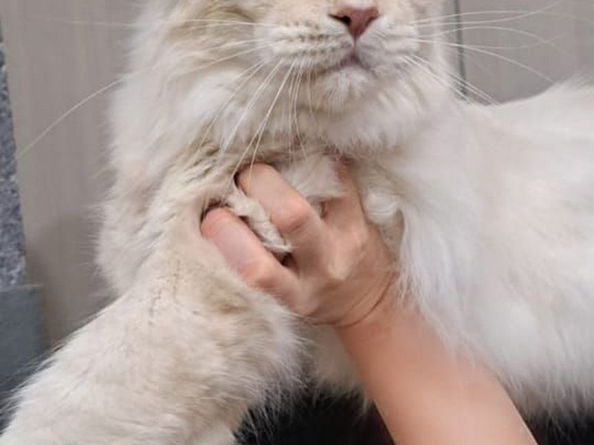 Мейн-кун Кот