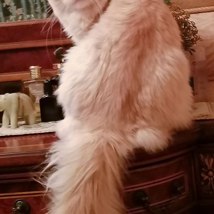 Мейн Куны мальчики в брид