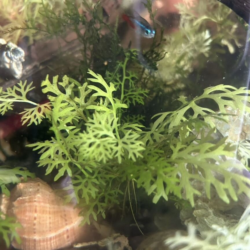 Папоротник аквариумный