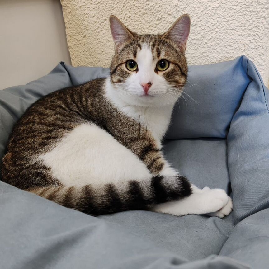 Котик ищет семью