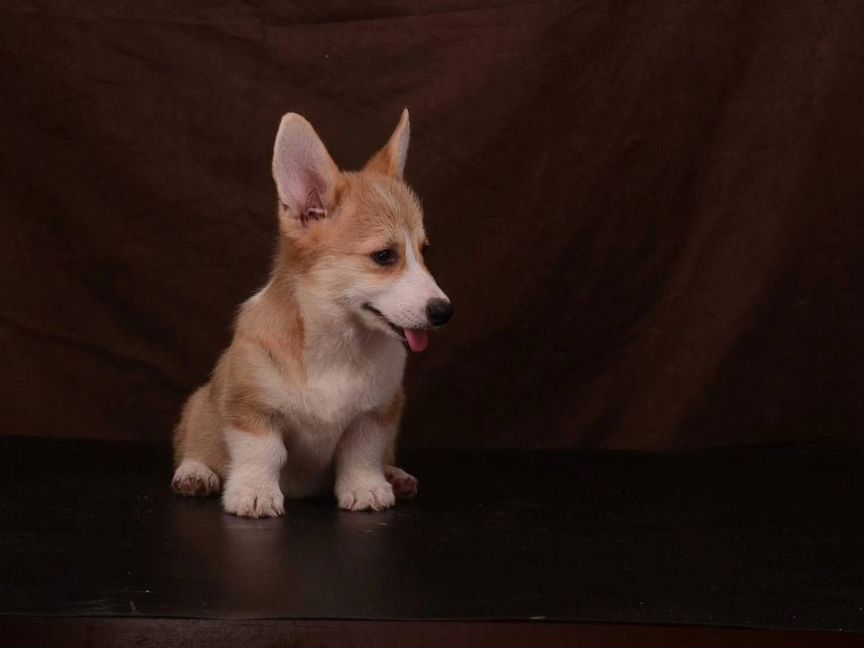 Корги Привиты