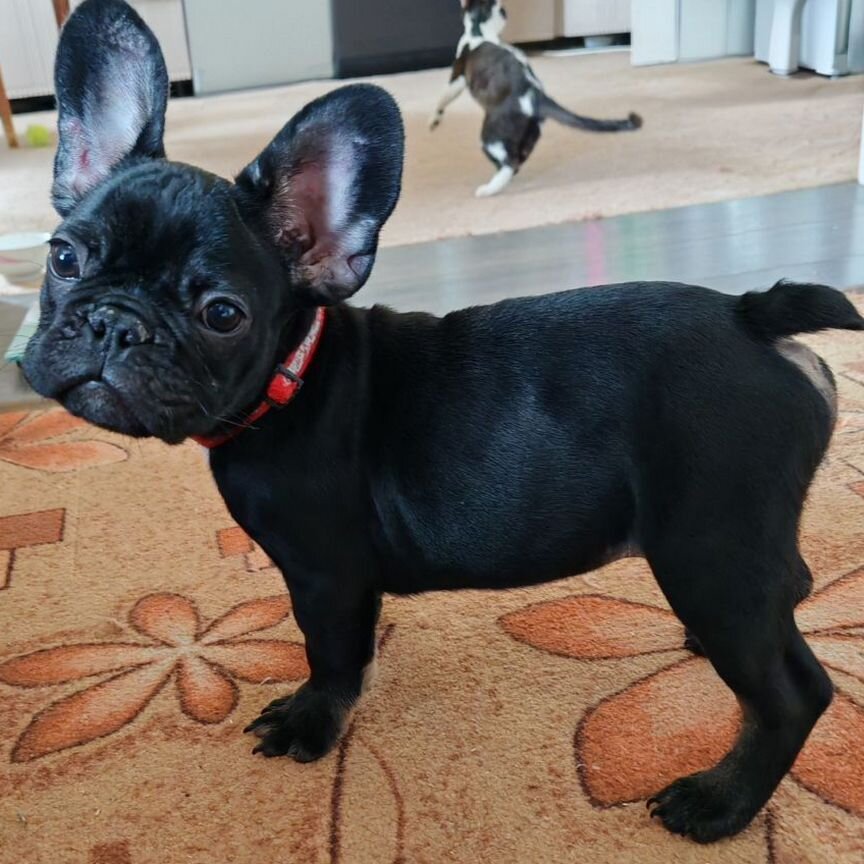 Французский бульдог, щенок