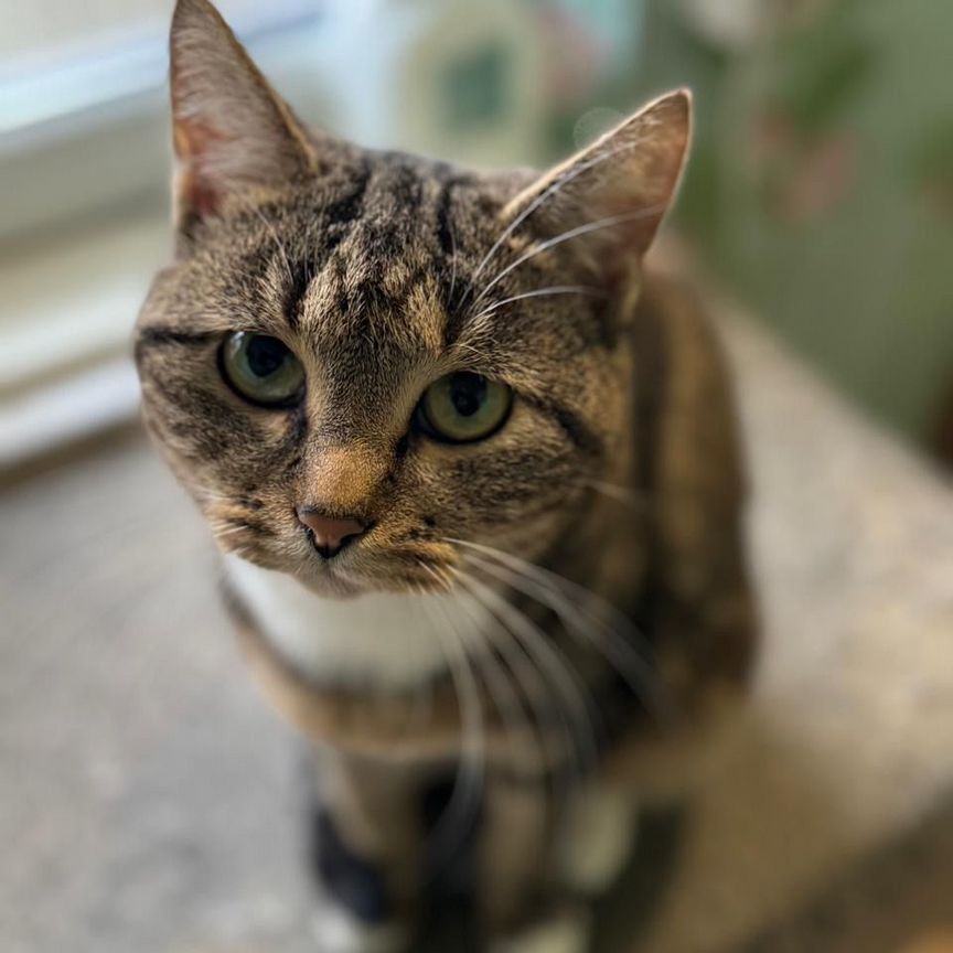 Сима, кошка из приюта в добрые руки