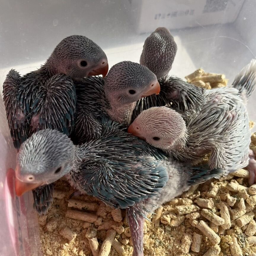 Попугай ожереловый выкормыши