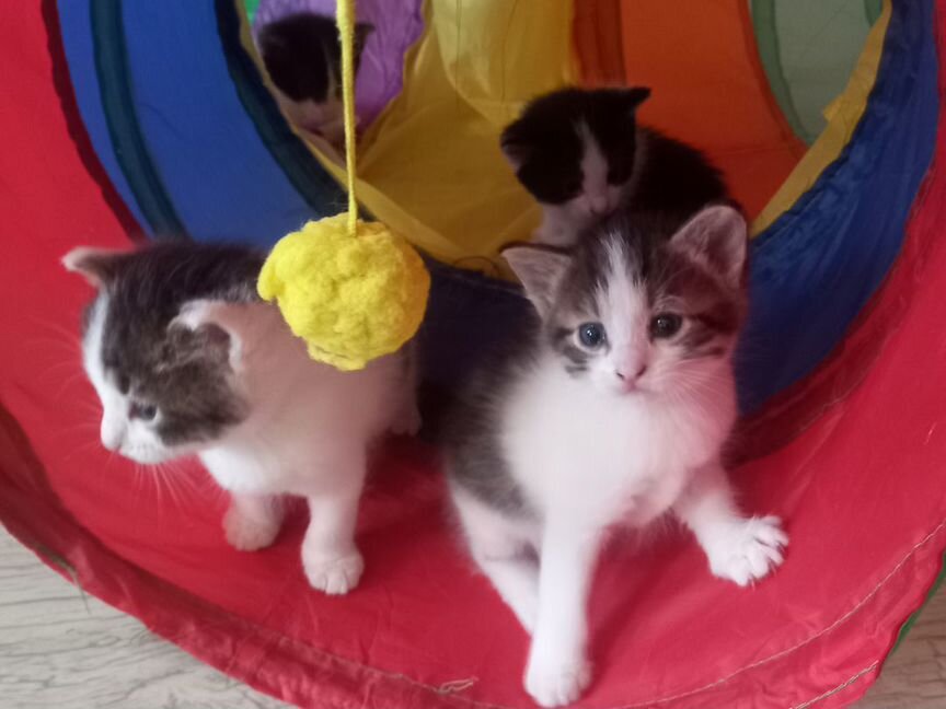 Отдадим чудесных котят