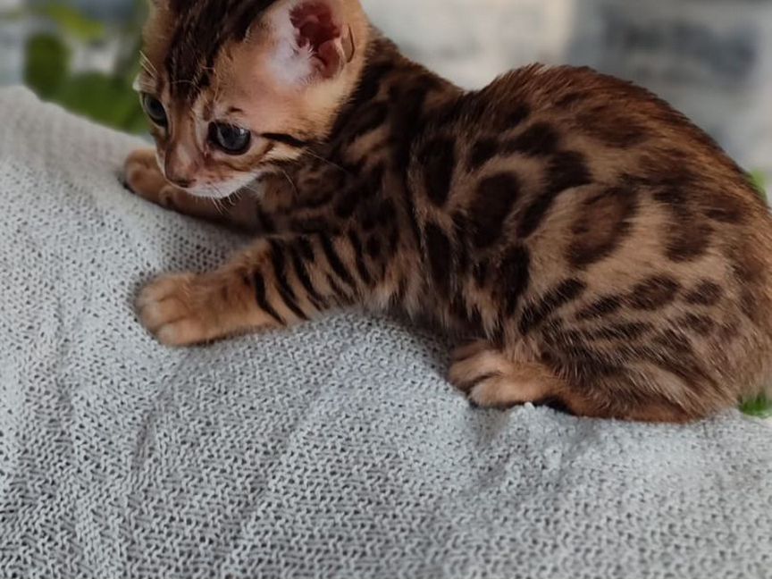 Бенгальская