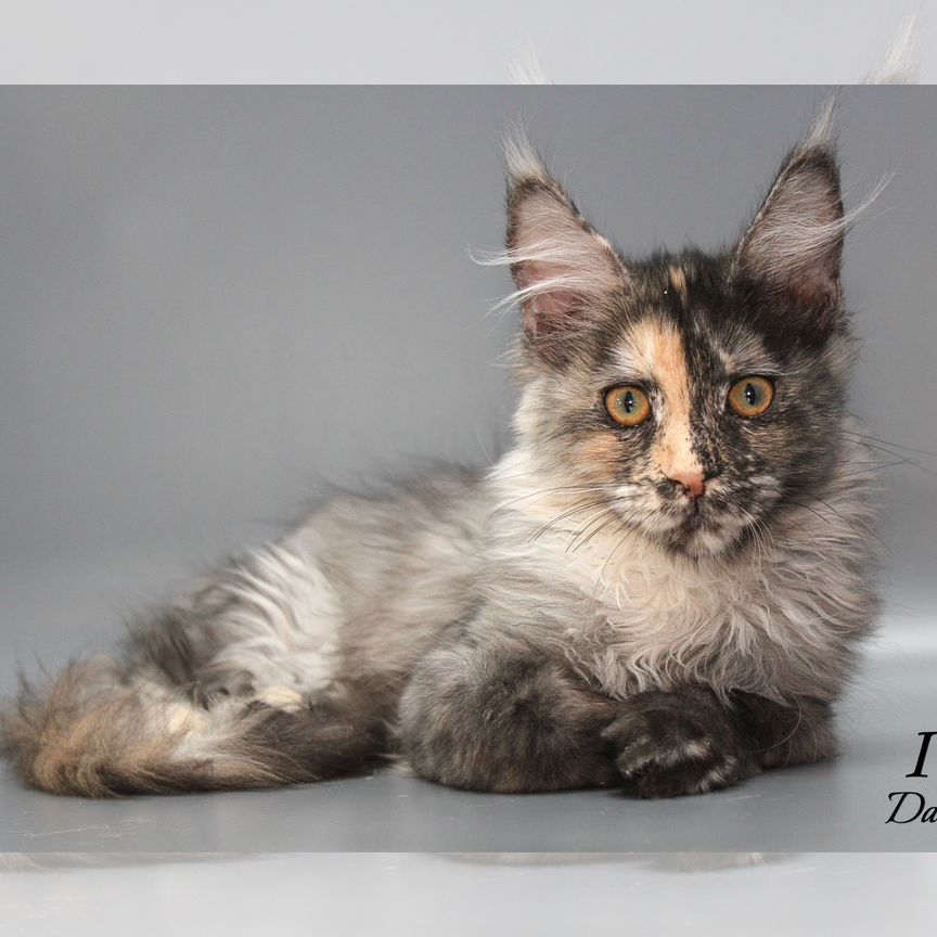 Мейн-кун котёнок