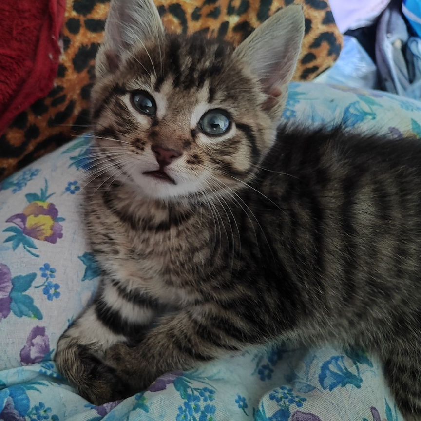 Котик ищет родителей