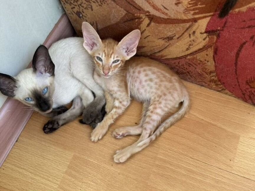 Ориентальные котята