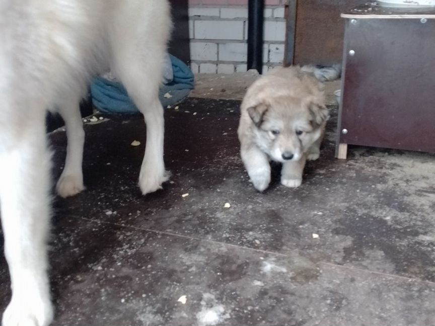 Щенок в доброе руки
