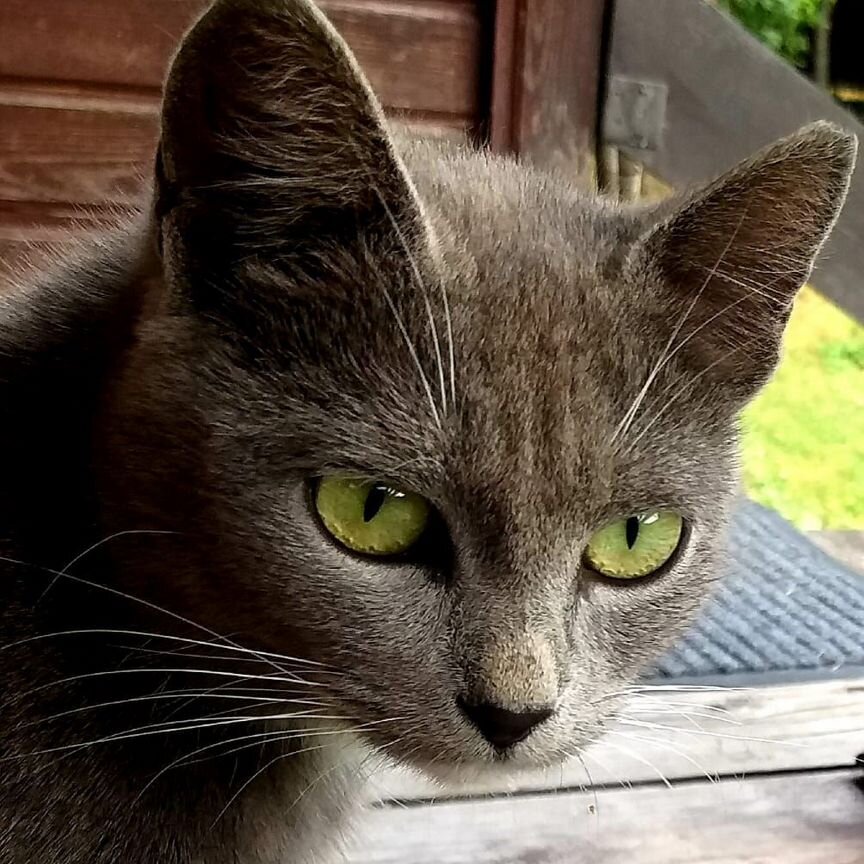 Кошки в добрые руки