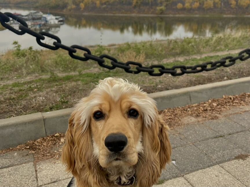 Кокер спаниель вязка