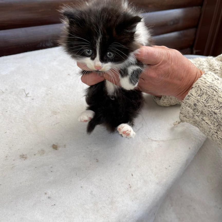 2 котëнка, 2 месяца