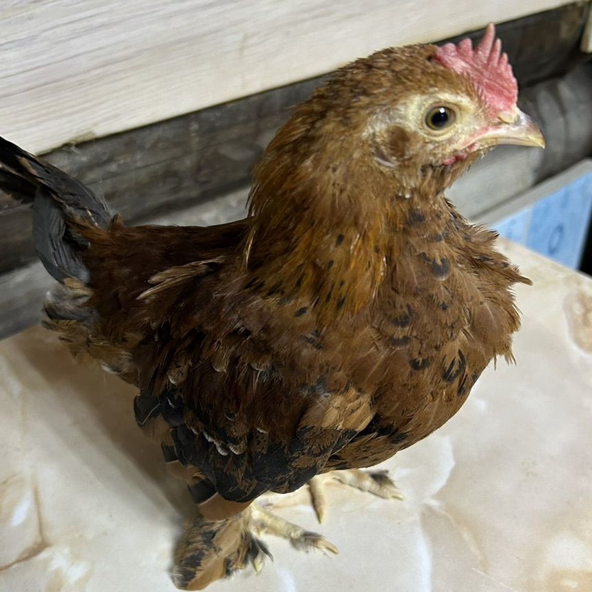 Куры молодки