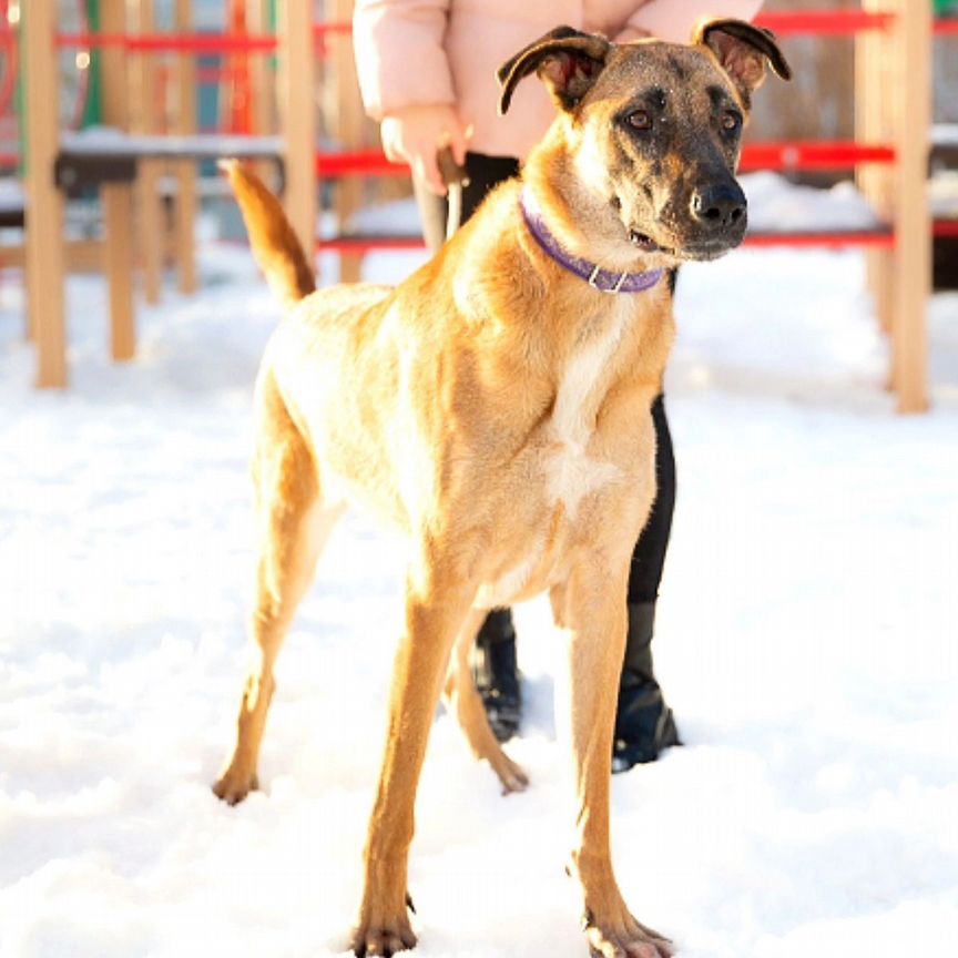 Собака в добрые руки