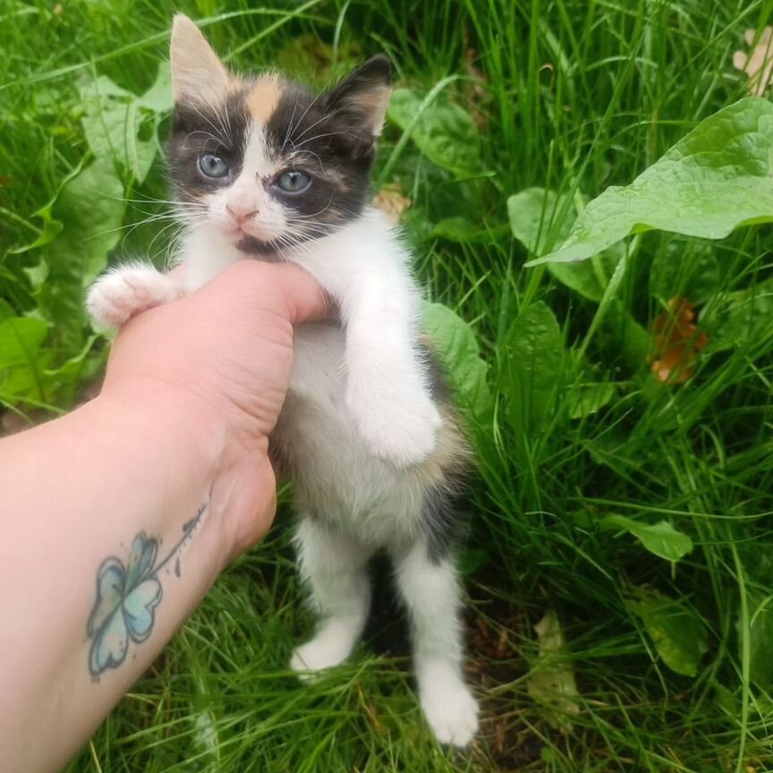 Подкинули котят 4 шт. Ищю кто приютит