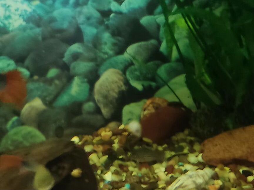 Аквариумные рыбки