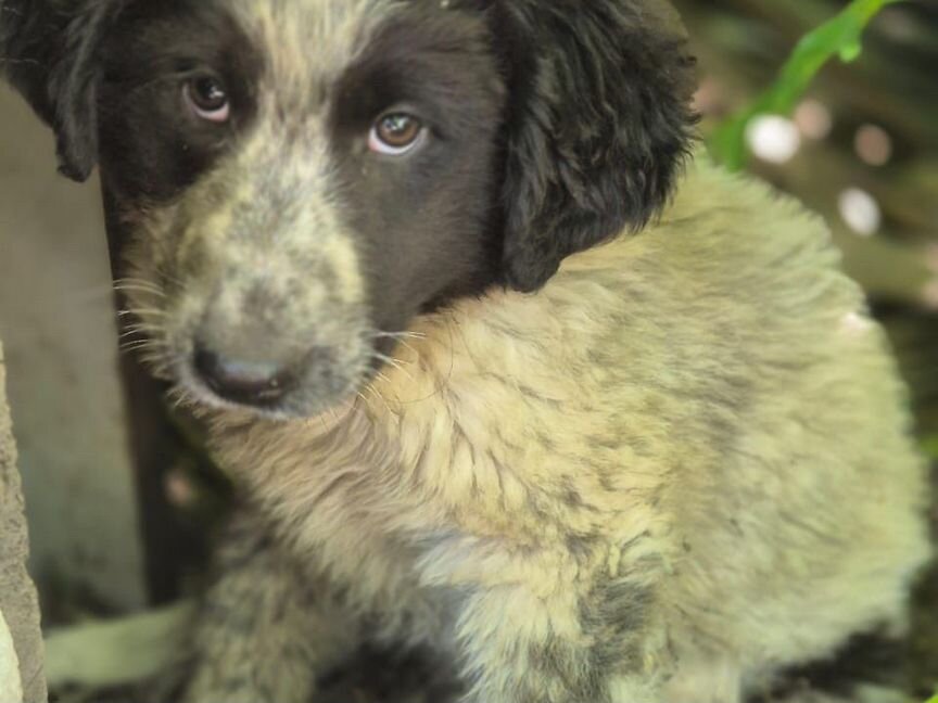 Крутейший мальчик-щенок в добрые руки