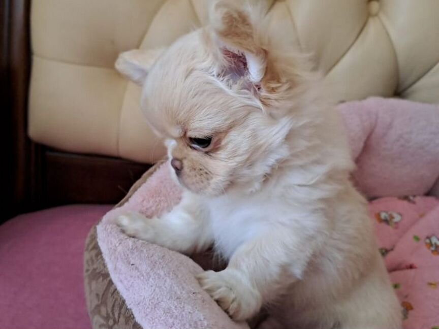 Щенок Чихуахуа