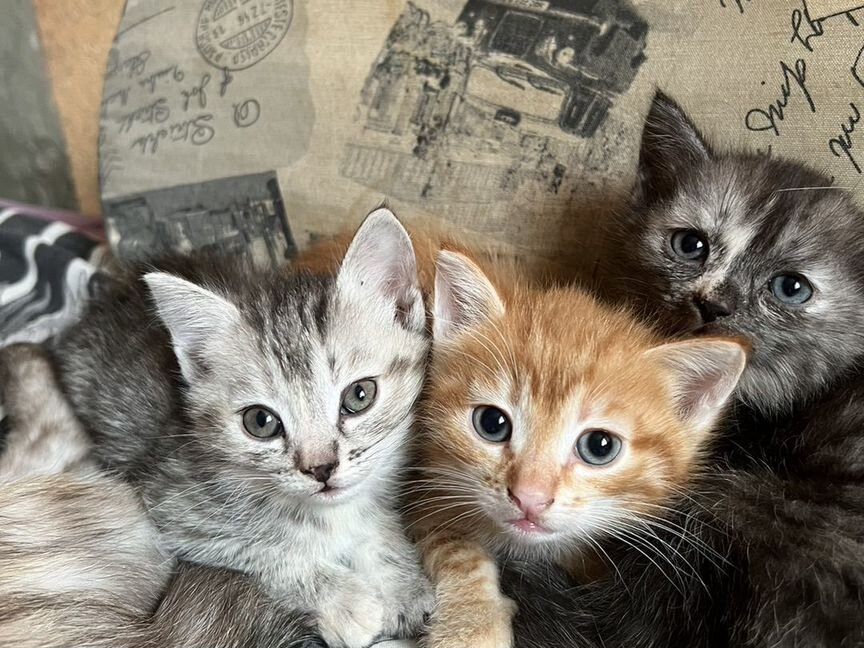 Котята в добрые руки