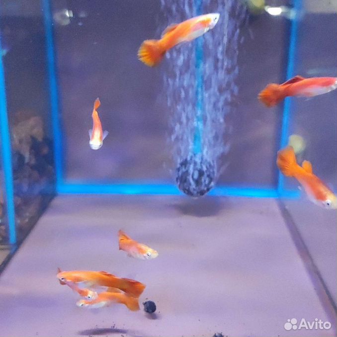 Гуппи красный блондин