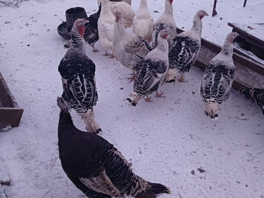 Домашние индюшки