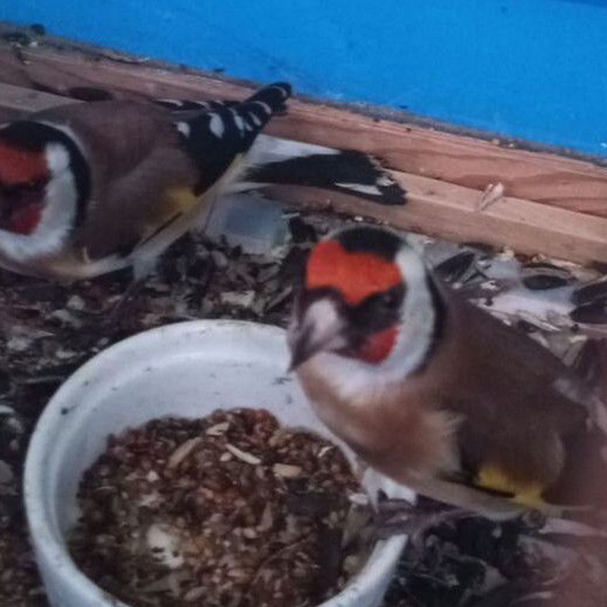 Продам щеглов. Арамиль