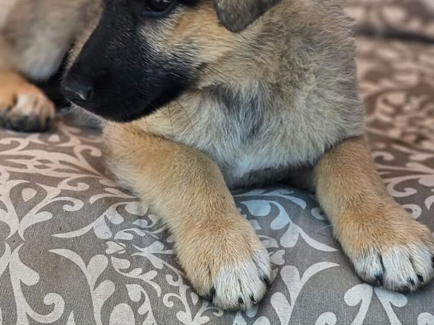 Щенок в добрые руки бесплатно маленькая порода