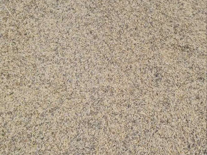 Зерноотходы