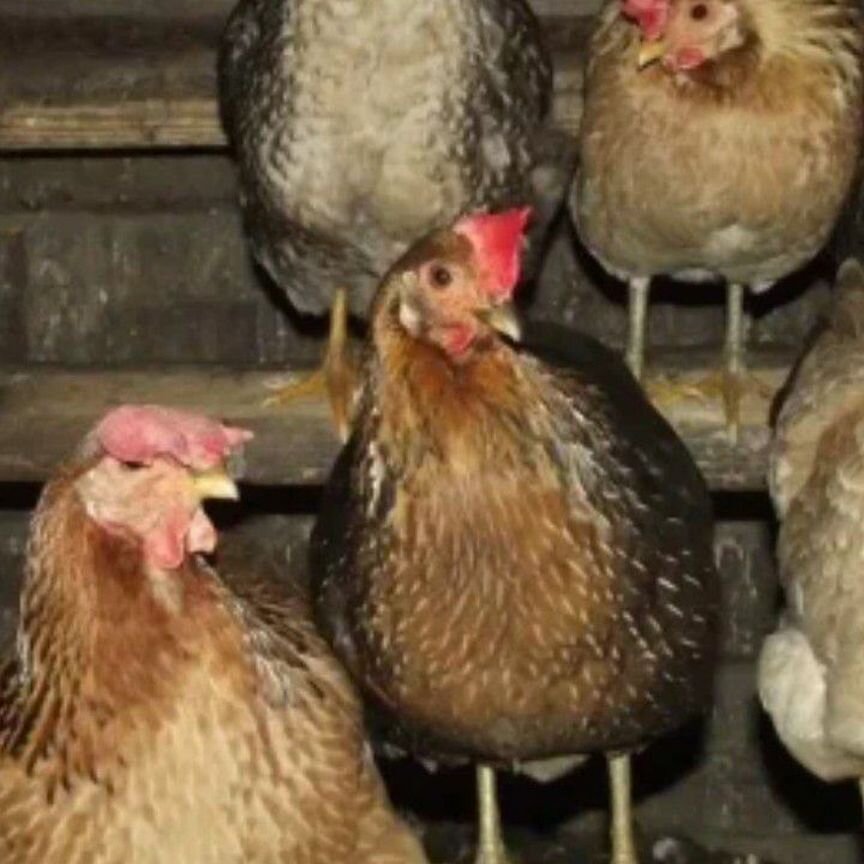 Куры годовалые деревенские
