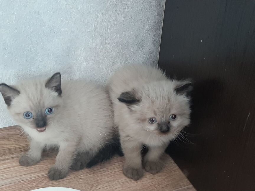 Тайские котята