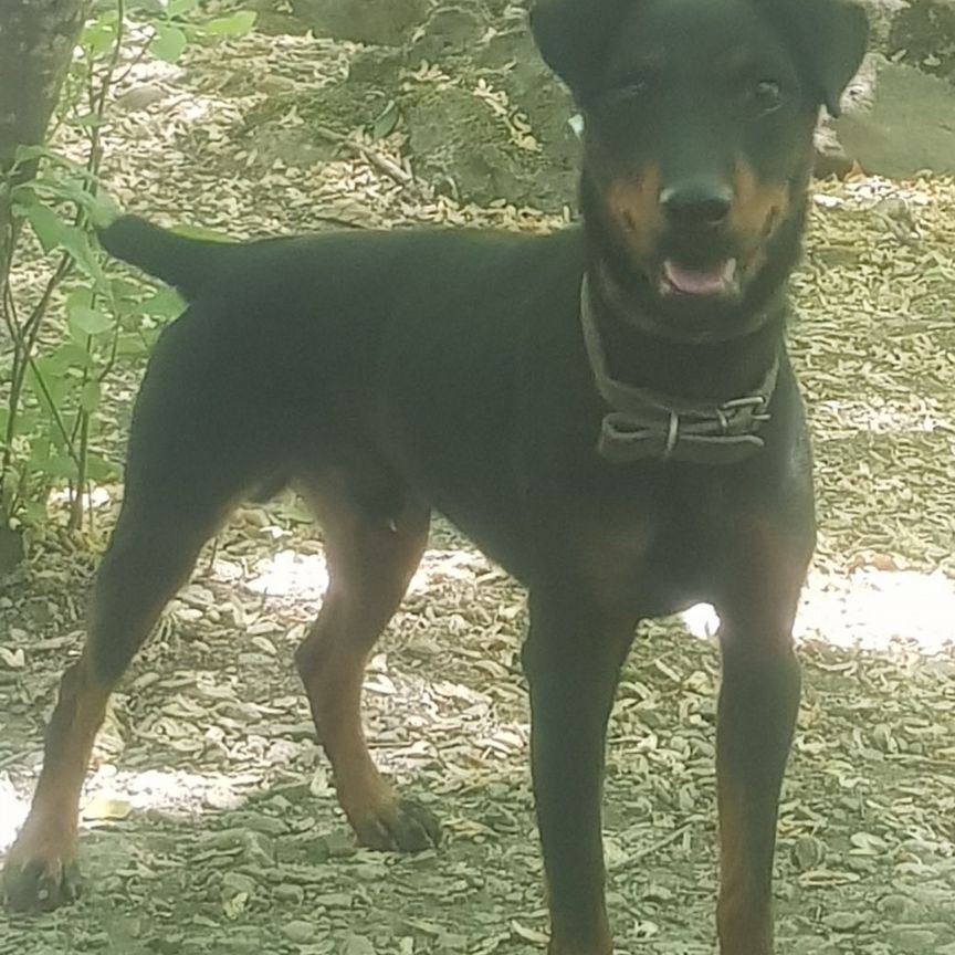 Вязка ягдтерьера