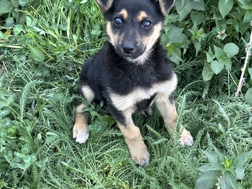 Щенок в добрые руки