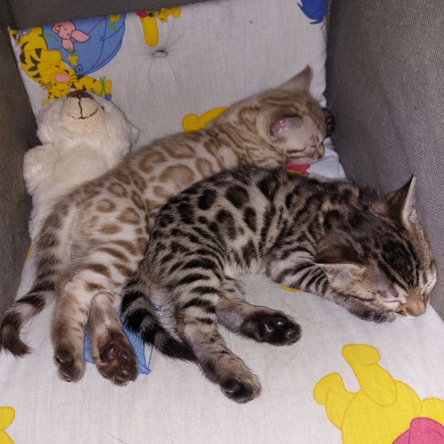 Бенгальские котята