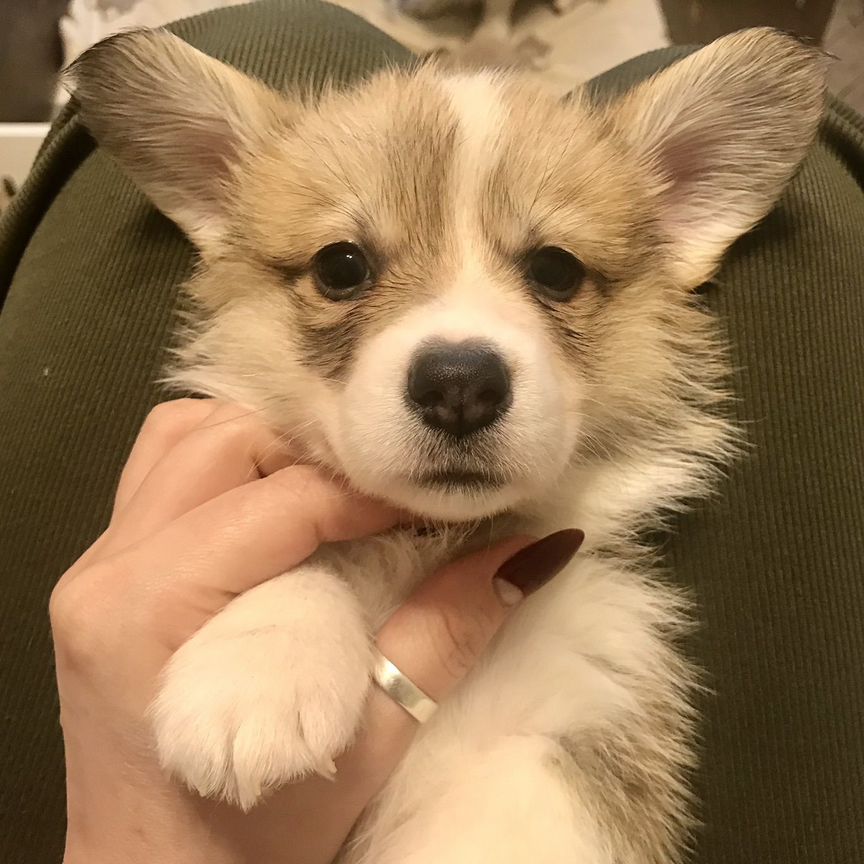 Вельш Корги Пемброк, щенок